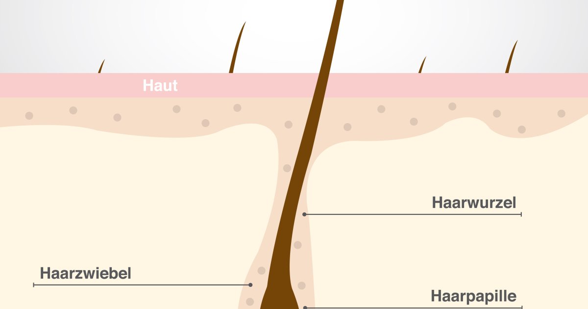 Haarwurzel – Aufbau, Funktion & Bedeutung für Haarwachstum und Haarfarbe